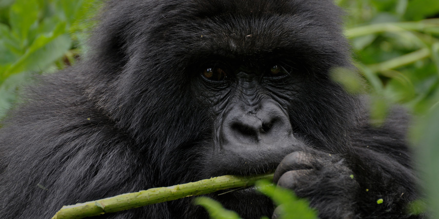 Rwanda Sustainable Travel & Ecotourism | Safaritours.com